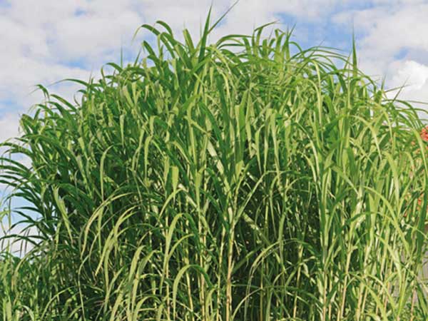 Miscanthus Giganteus